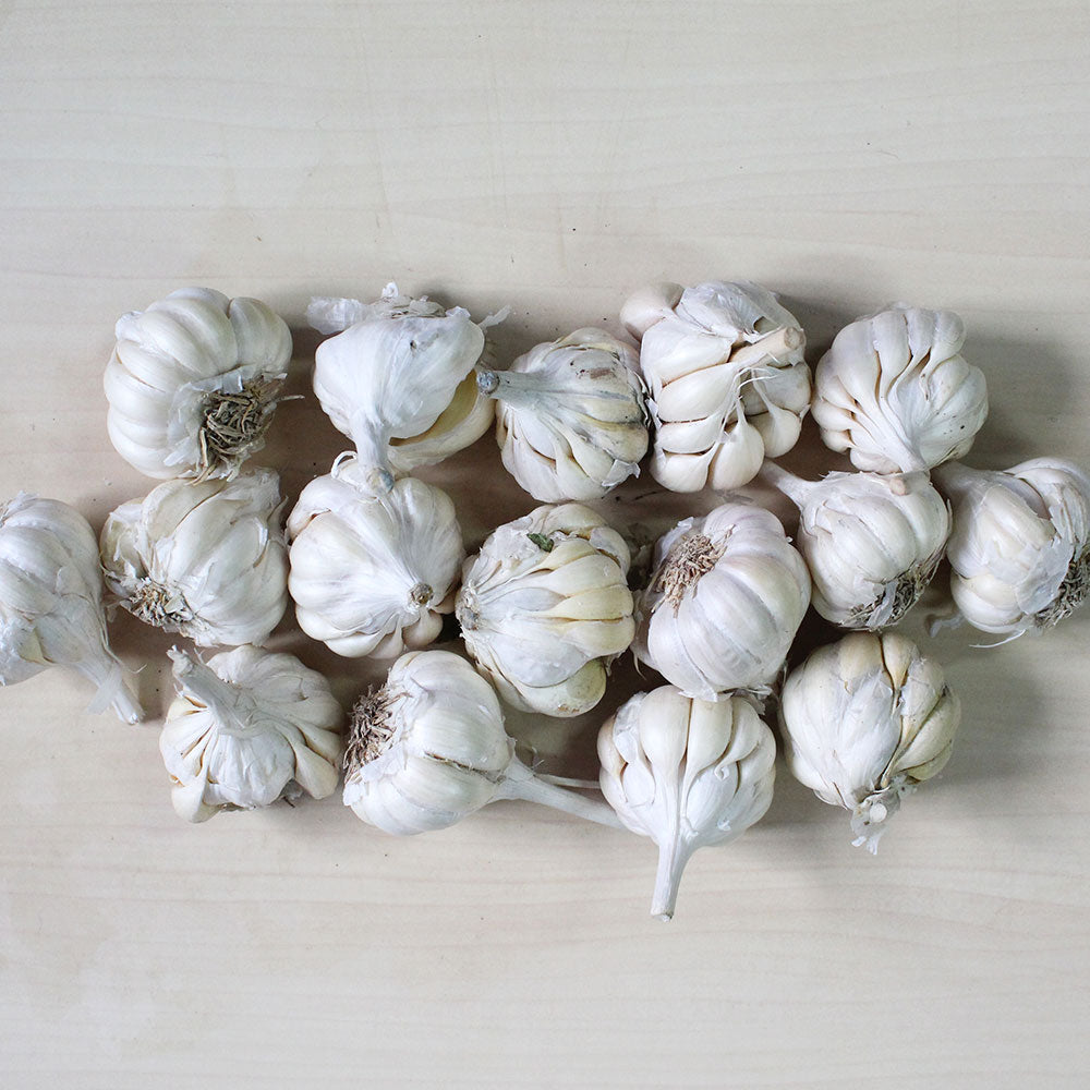 Organic Garlic – Freshindiaorganics
